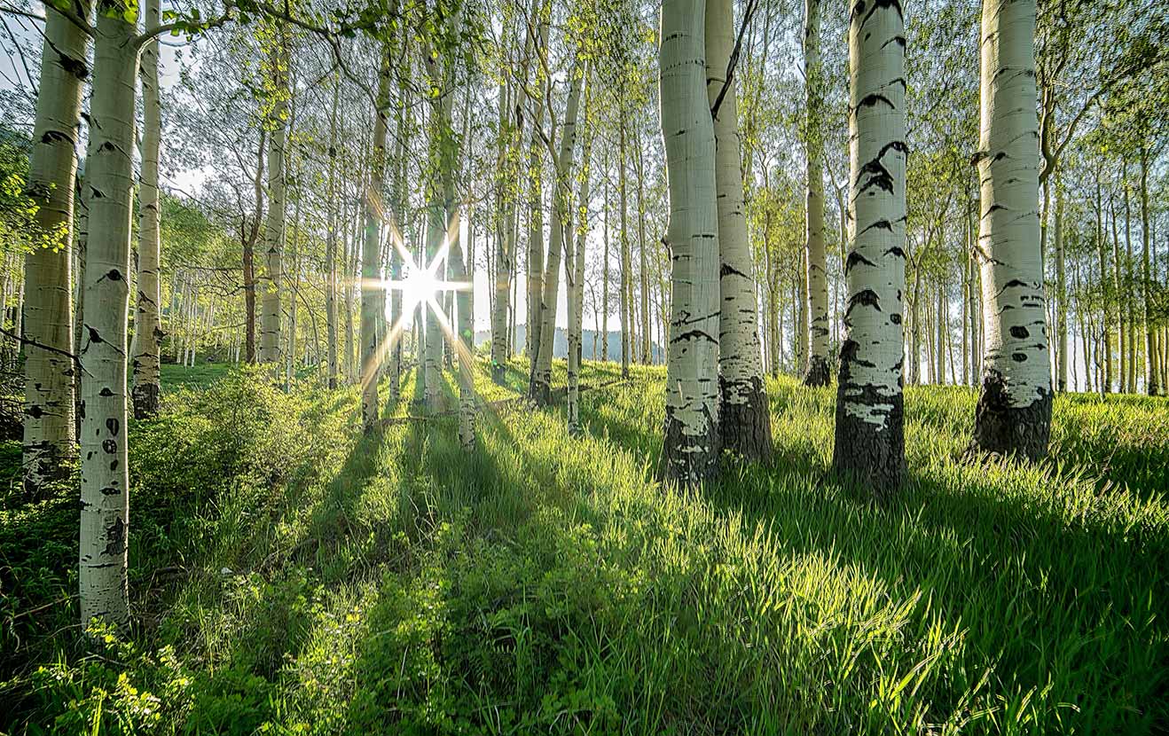 COMMUNITY & AMENITIES - The Whitney at Aspen | The Whitney at Aspen